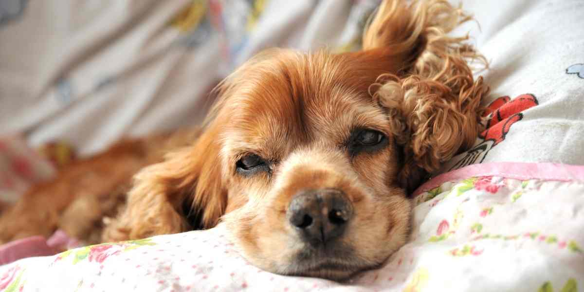 Cocker Spaniel : Uma raça adoravel - Livraria de Portugal